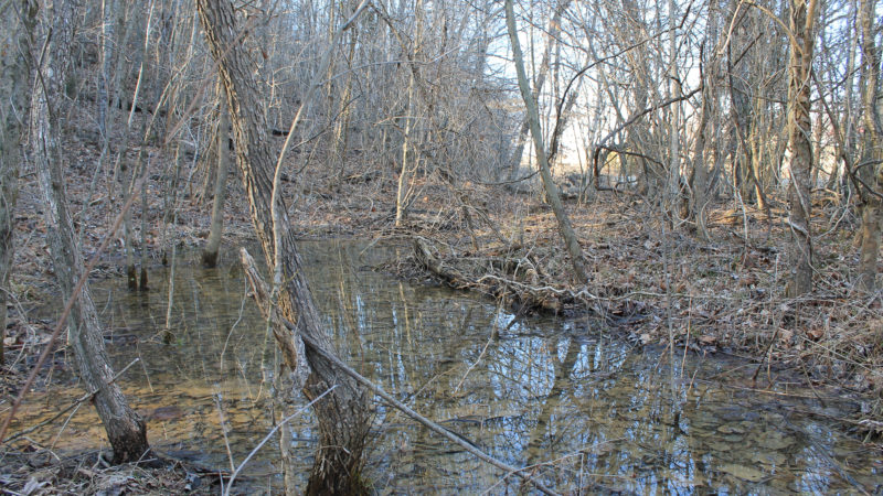 How to Design the Perfect Kill Plot for Deer