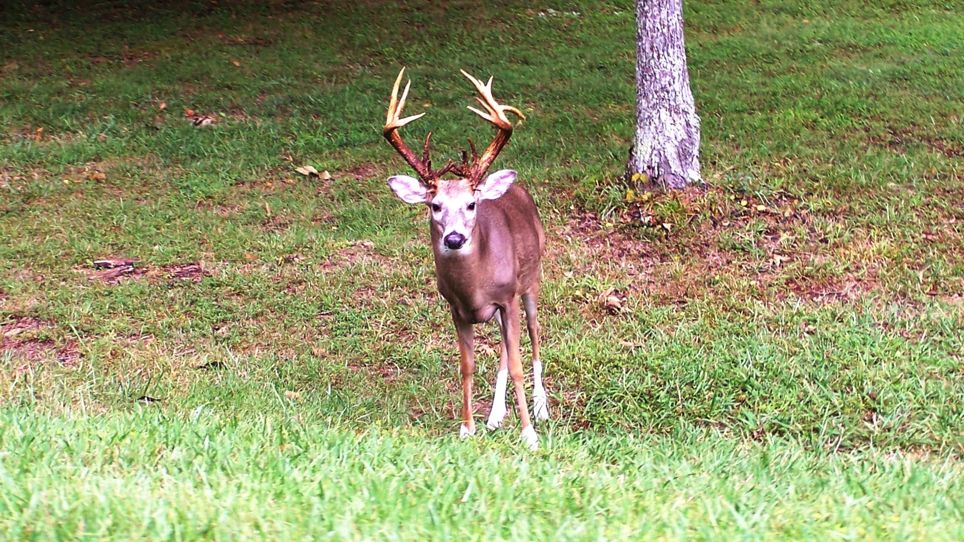 How to Plan a Velvet Buck Hunt