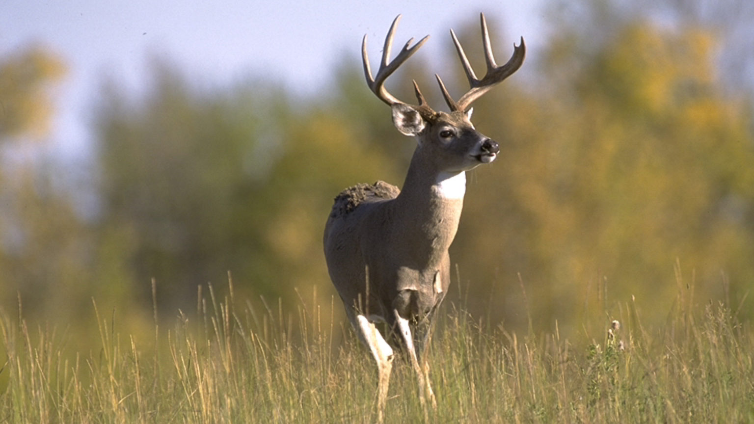 Why You Can't Call a Buck: Common Grunt Call Mistakes