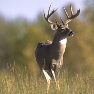 Age This Buck