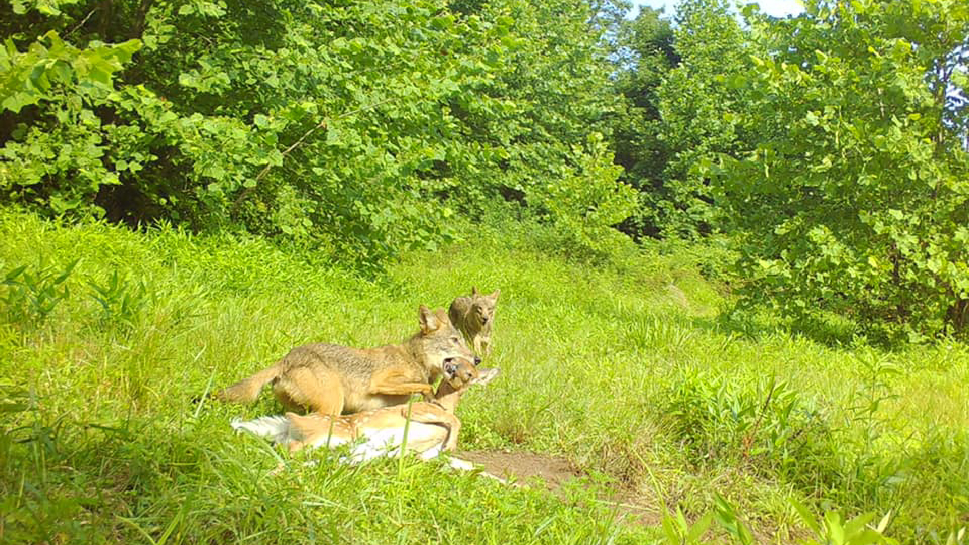 Coyotes Take Down Deer on Camera