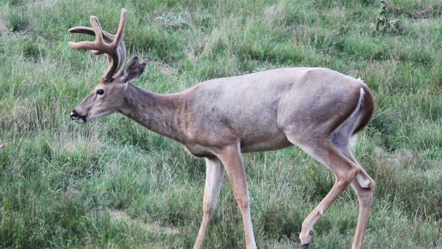 7 Bad Shots Hunters Make and What to do When They Happen