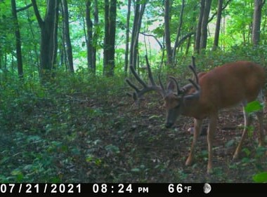 2-Year Quest for a Public-Land Giant in West Virginia