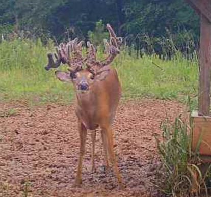 Benny Overholt's Georgia Cactus Buck
