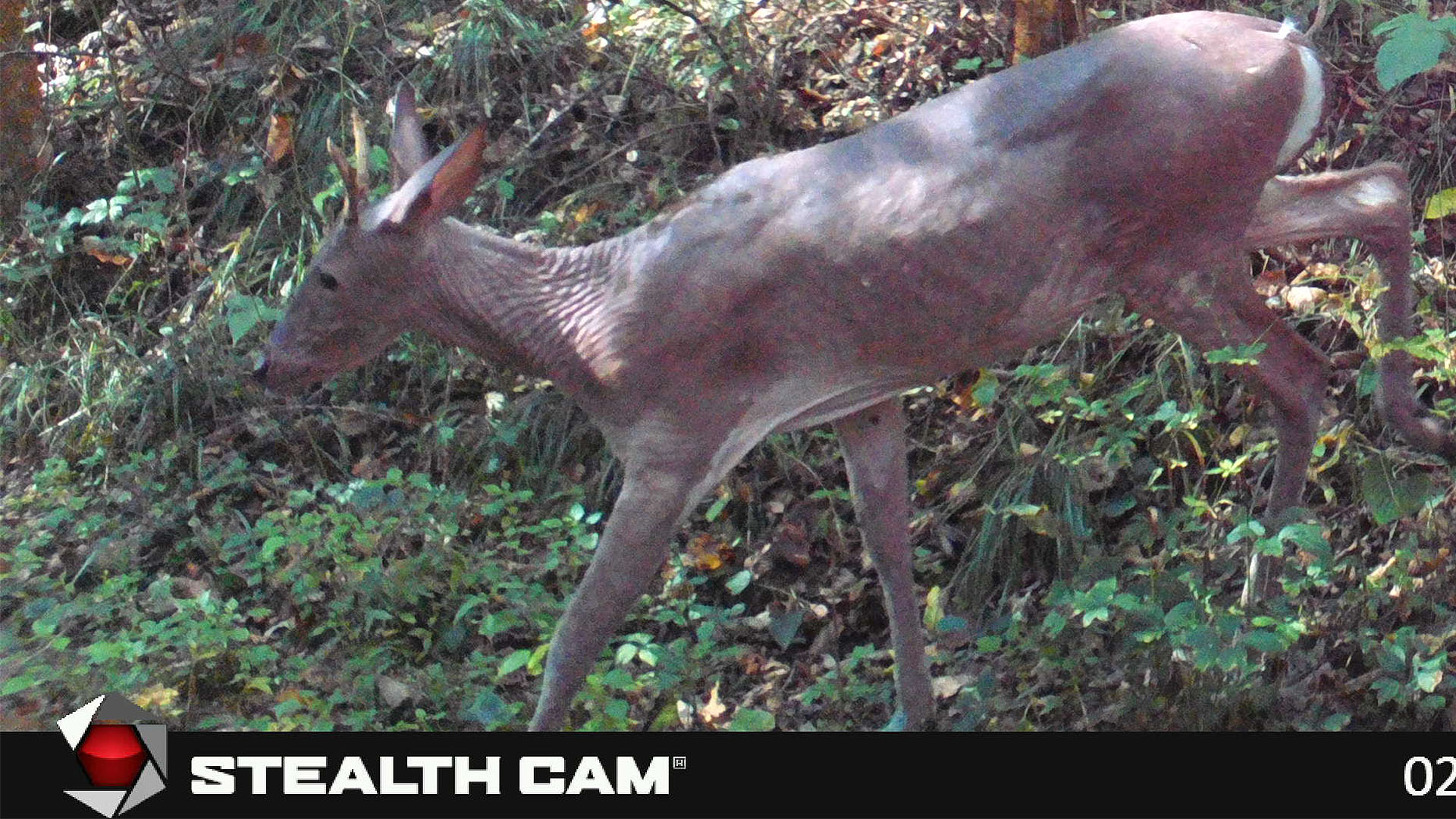 Why Is This Deer Hairless? | Bowhunting.com