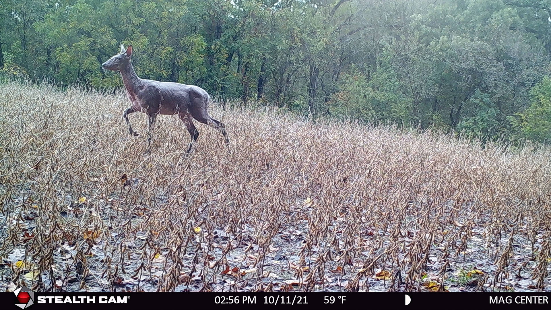 Why Is This Deer Hairless? | Bowhunting.com