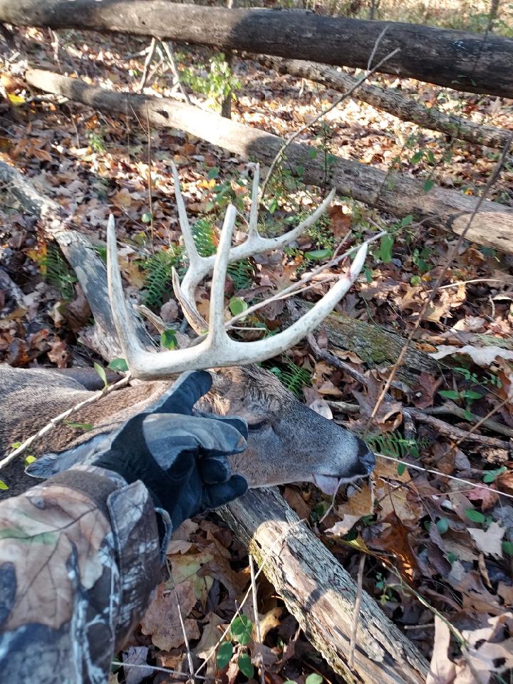 Whitetail buck in Ohio by Tracy Beckett | Bowhunting.com