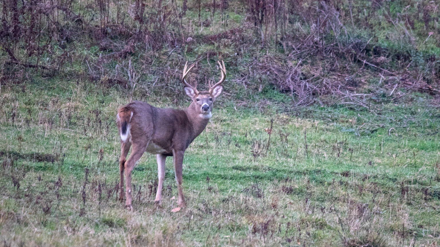 Is the First Sit Really the Best Sit for Deer?