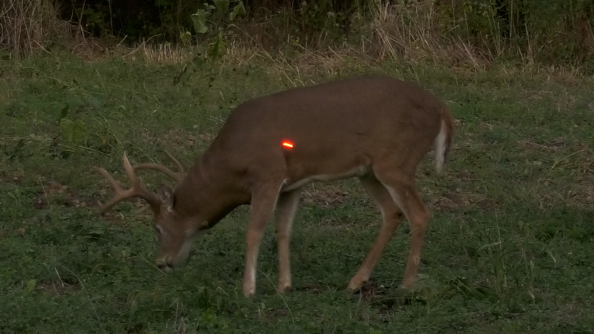 Mid Chest | Bowhunting.com