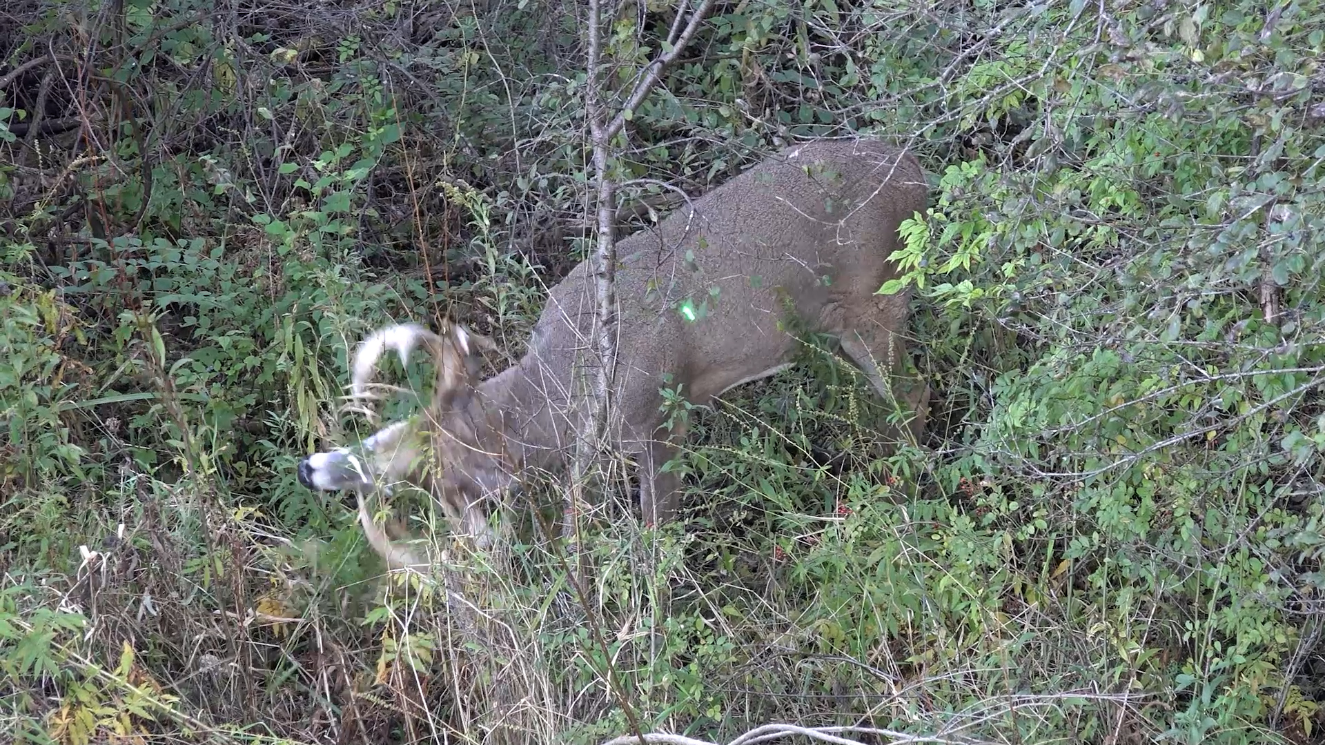 Mid Abdomen | Bowhunting.com