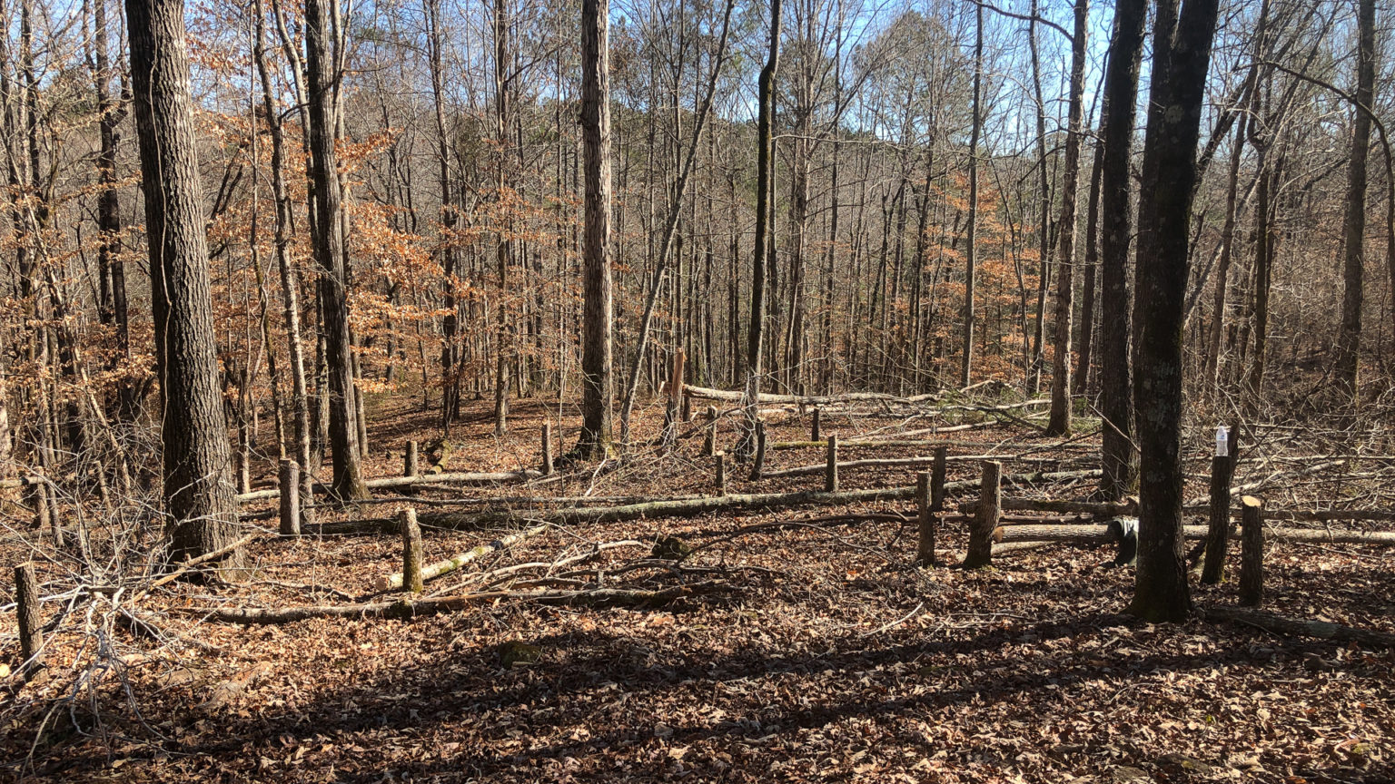 How to Start a Timber Stand Improvement Project