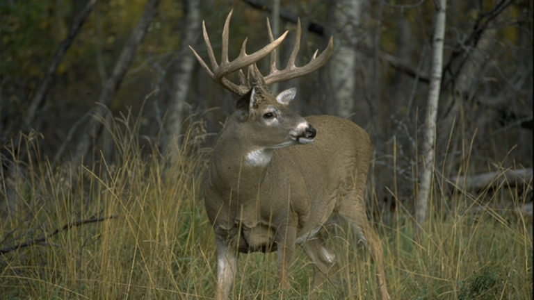 How to Determine Your Effective Bow Range