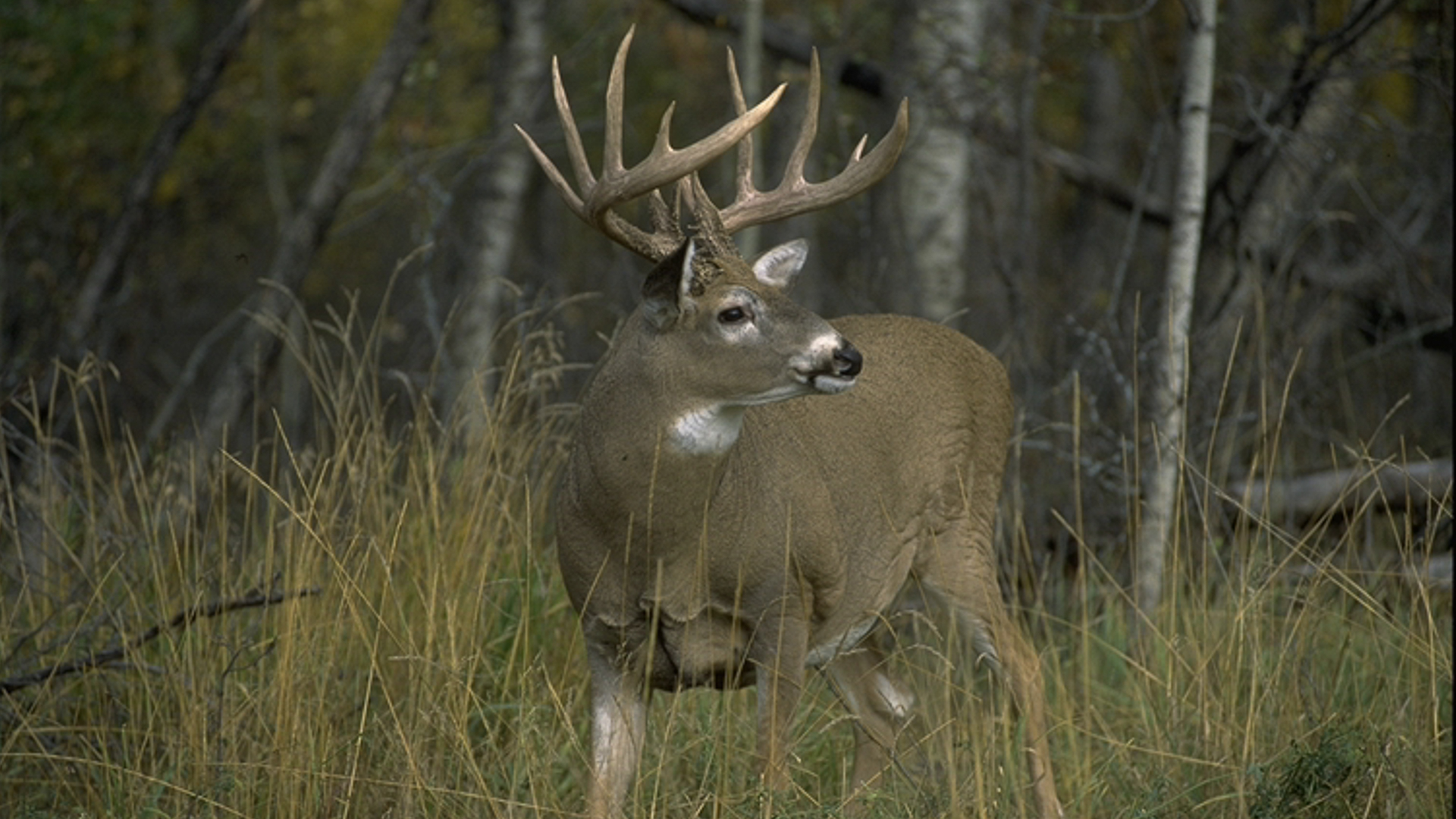 How to Determine Your Effective Bow Range