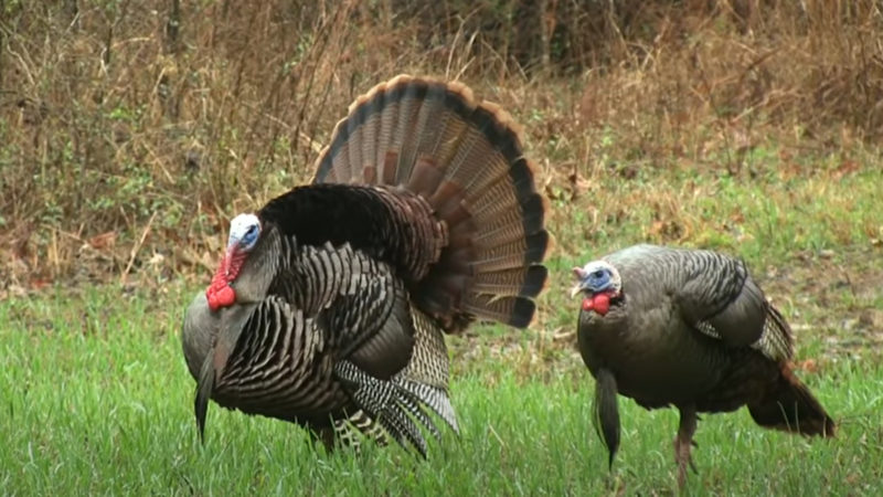 Turkey Research with the Wild Turkey Docs