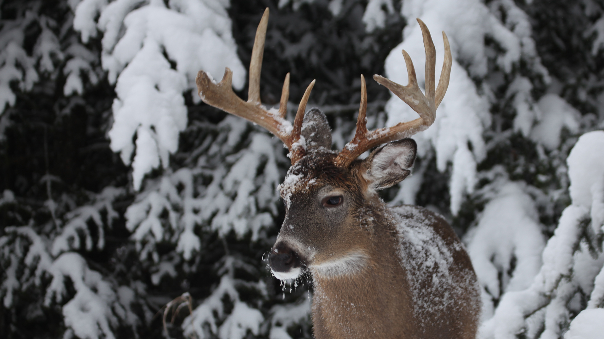 Bowhunting History