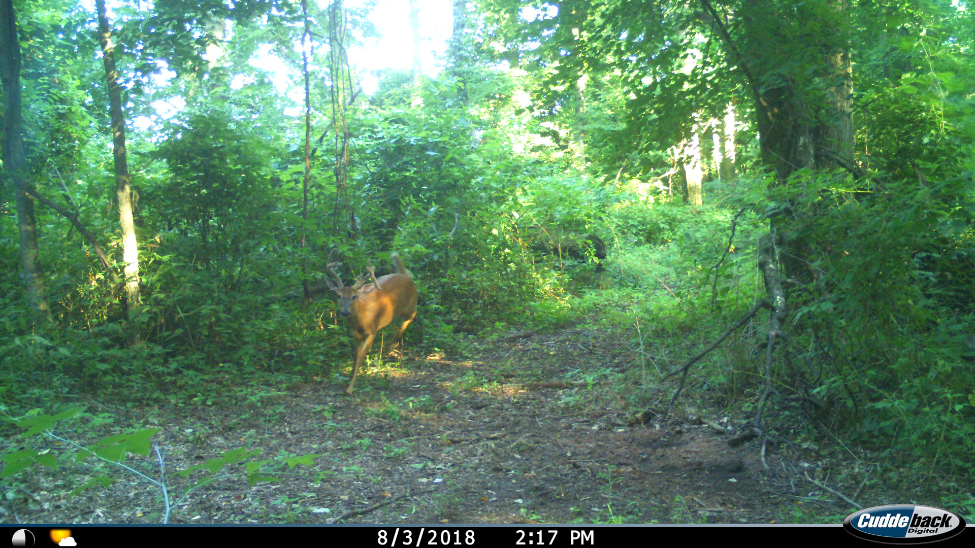 The Story of Tripod: The 3-Legged Warrior Buck