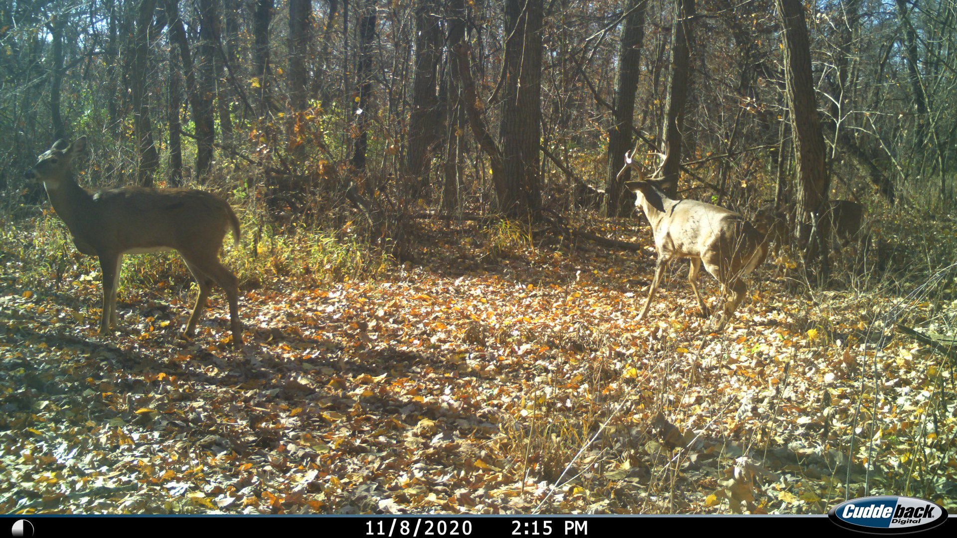 The Story of Tripod: The 3-Legged Warrior Buck