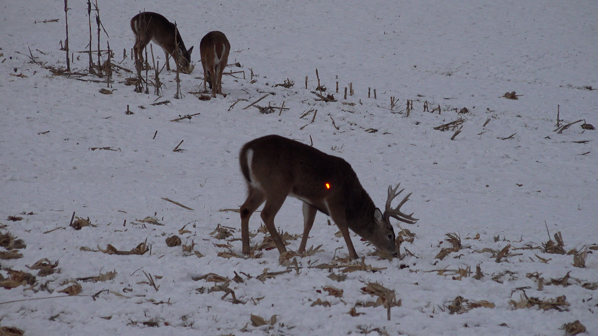 Slight Forward Chest | Bowhunting.com
