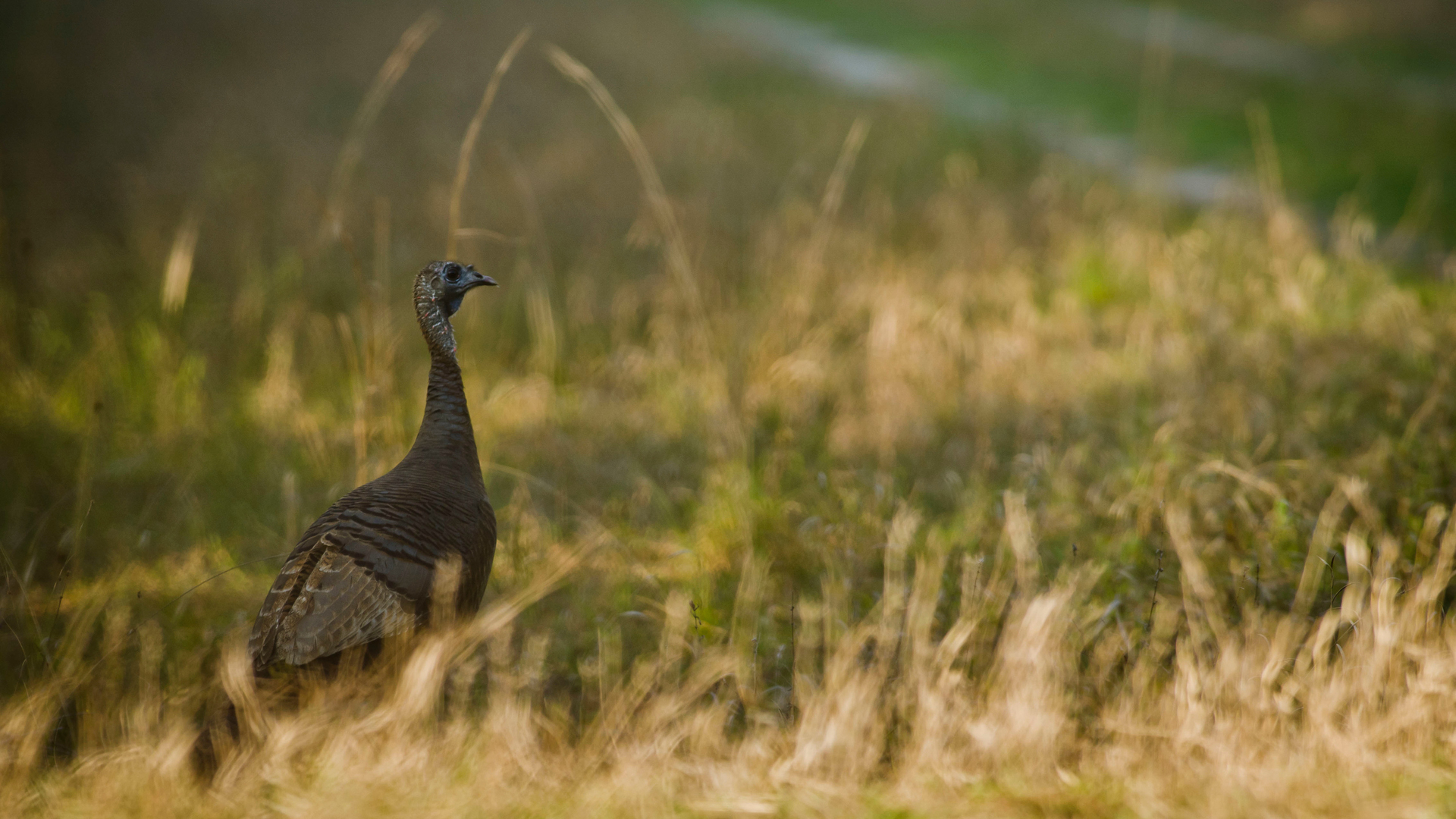 Nest Predation and Wild Turkeys