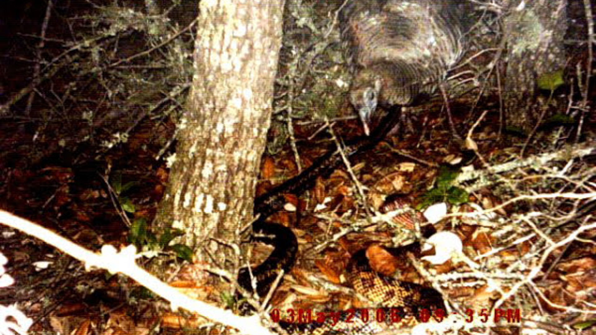 Nest Predation and Wild Turkeys