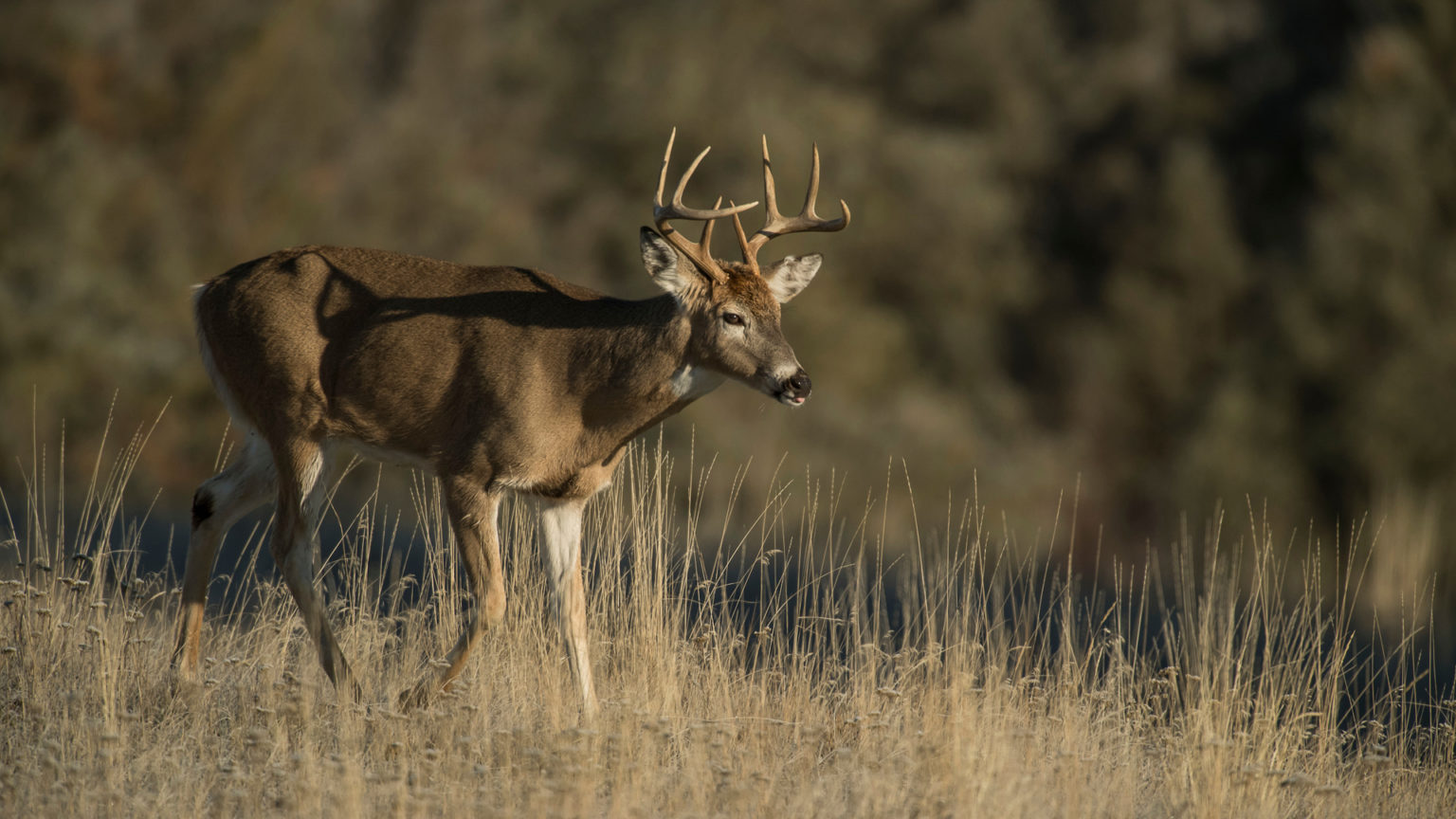 7 Cheap Non-Resident Deer Hunts to Try this Year