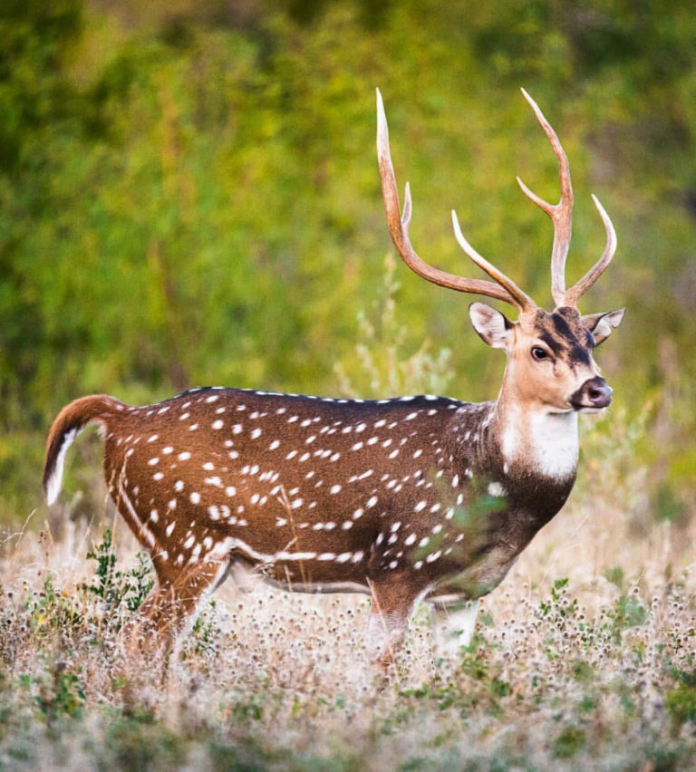 When & Where to Hunt Axis Deer?