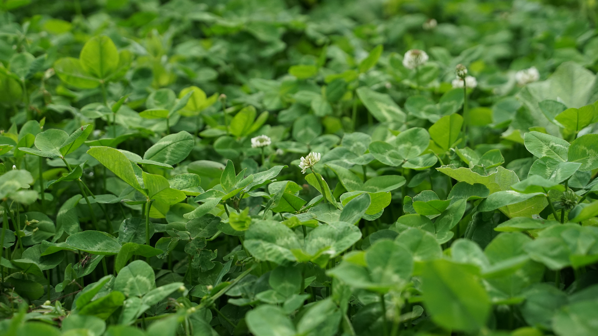 How to Establish Your First Food Plot