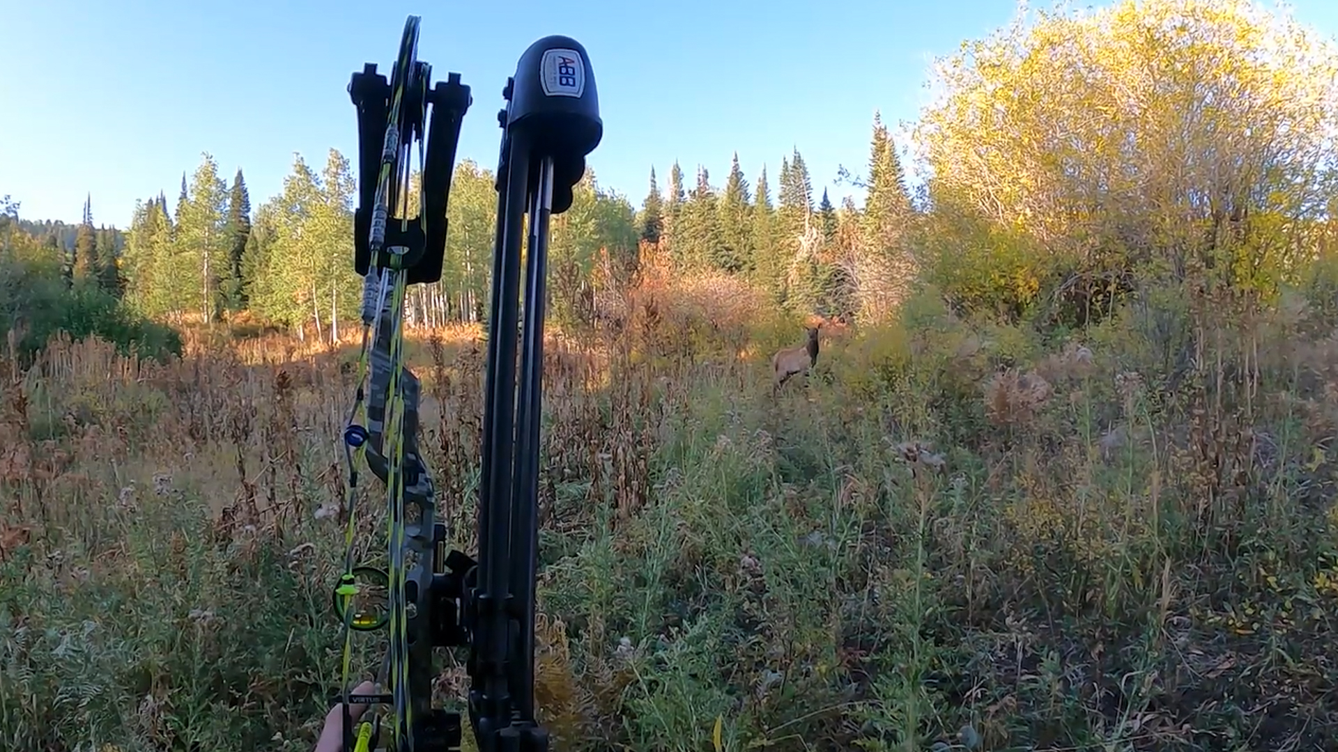 Elk Hunting Fails to Avoid This Season