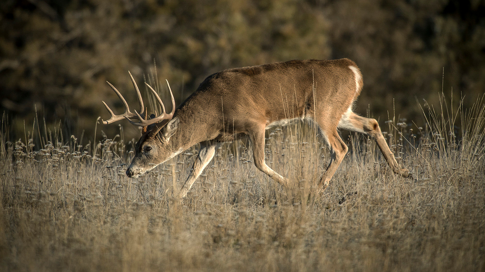 NDA's Deer Report: Private vs. Public Land Harvest Numbers