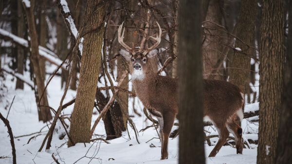 Early Season or Rut, When is the Best Time to Kill Your Buck?