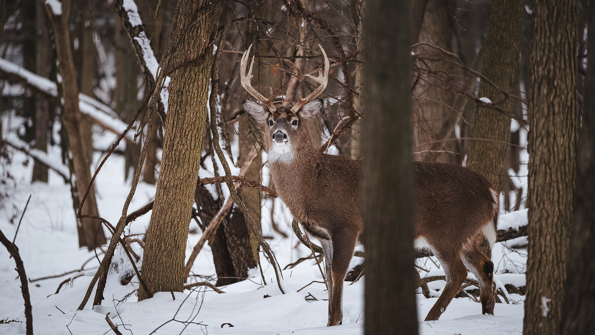 Early Season or Rut, When is the Best Time to Kill Your Buck?