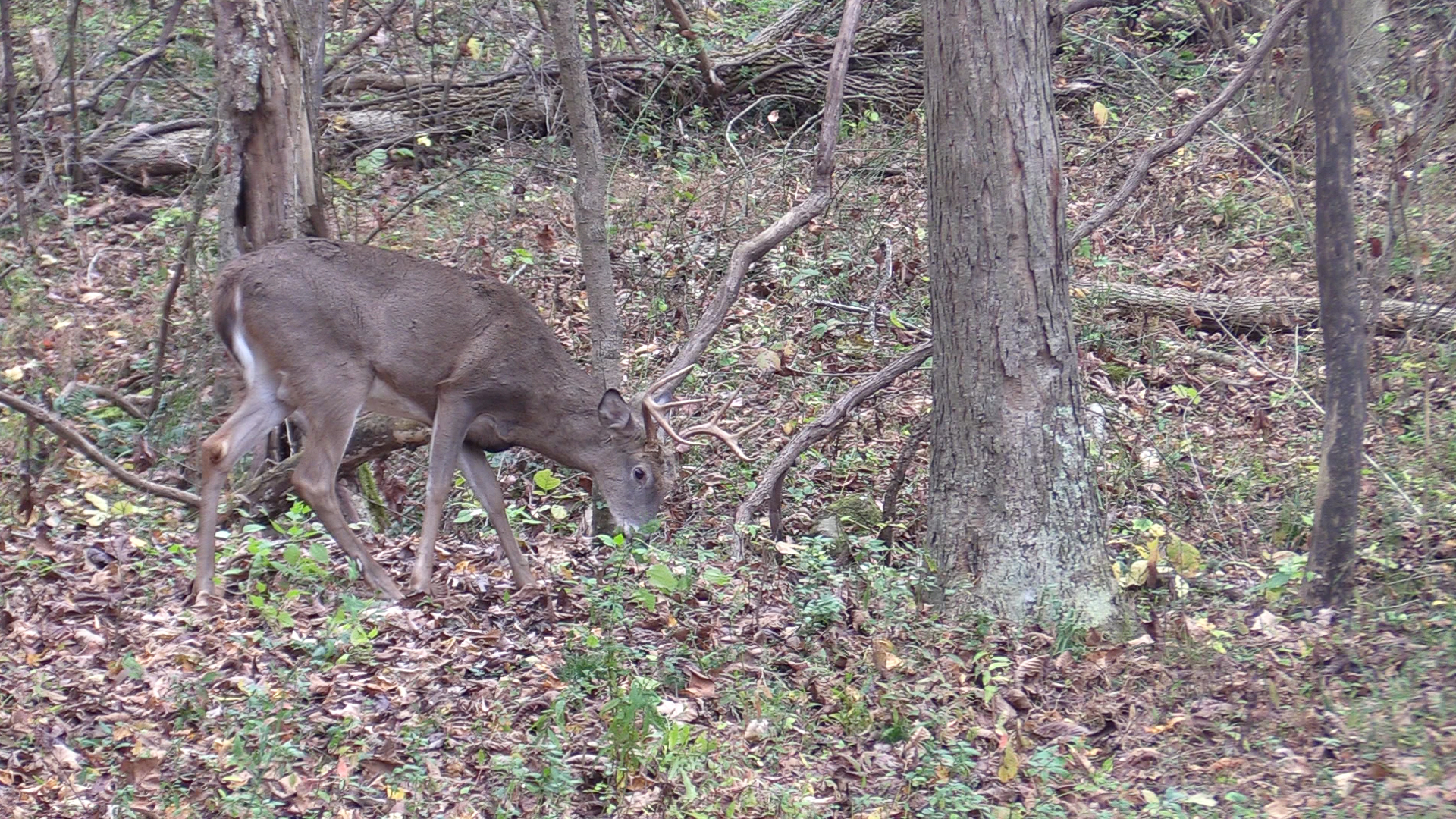 Best Treestand Locations for Mature Bucks
