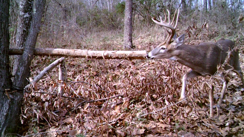 Best Treestand Locations for Mature Bucks