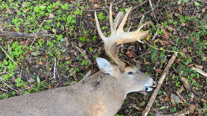 Big Buck Profile: Maryland Giant