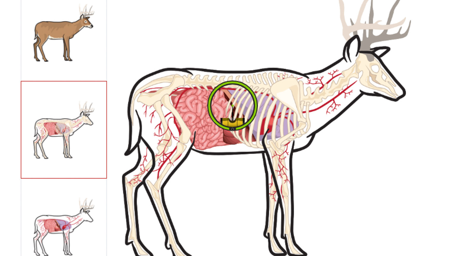 Breaking Down the Liver Shot on Deer