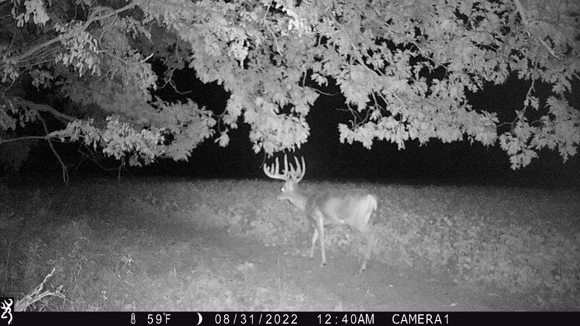 Big Buck Profile: Wisconsin Hill Country Monster