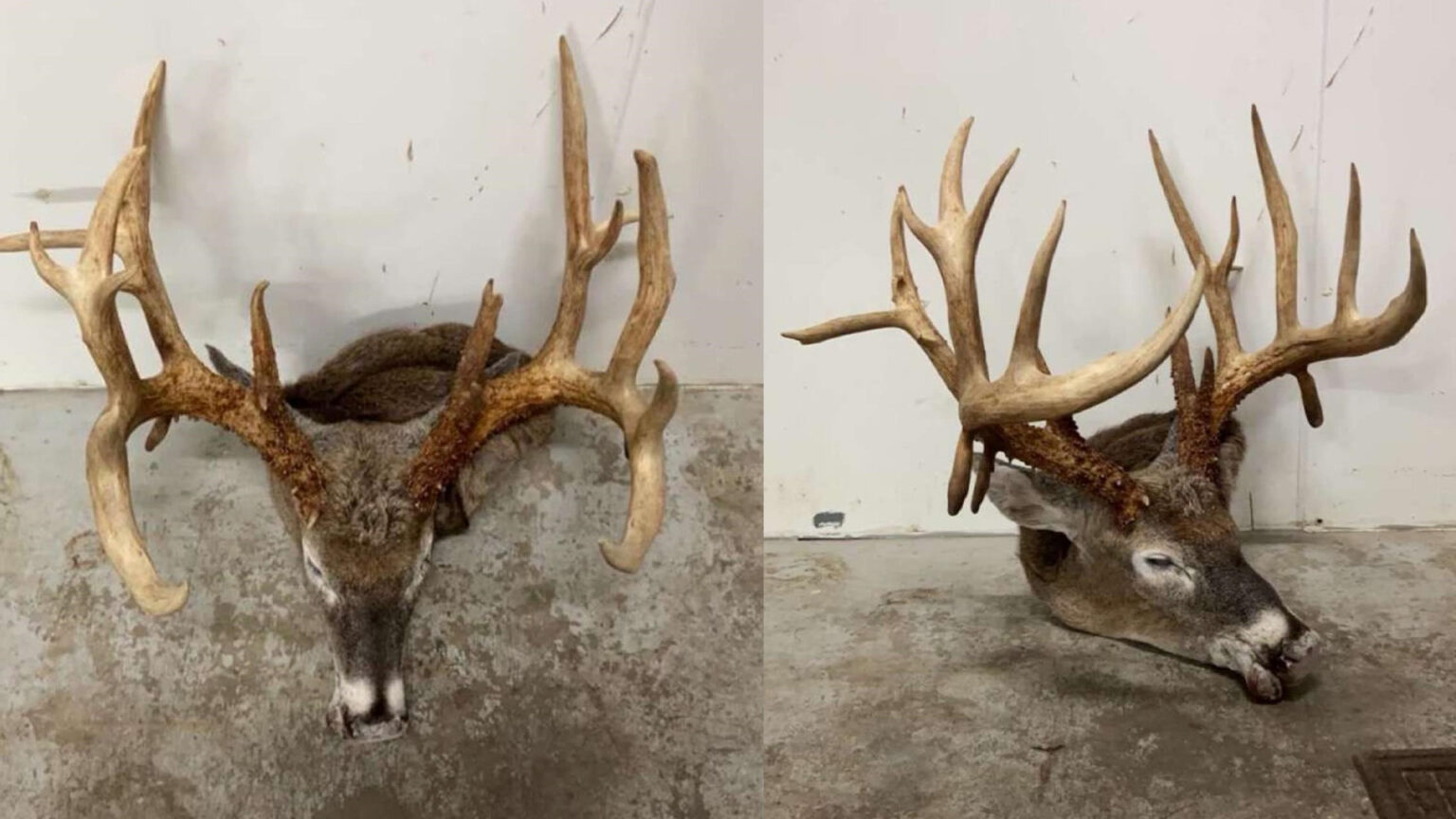 Controversy Around Record Buck In Pennsylvania | Bowhunting.com