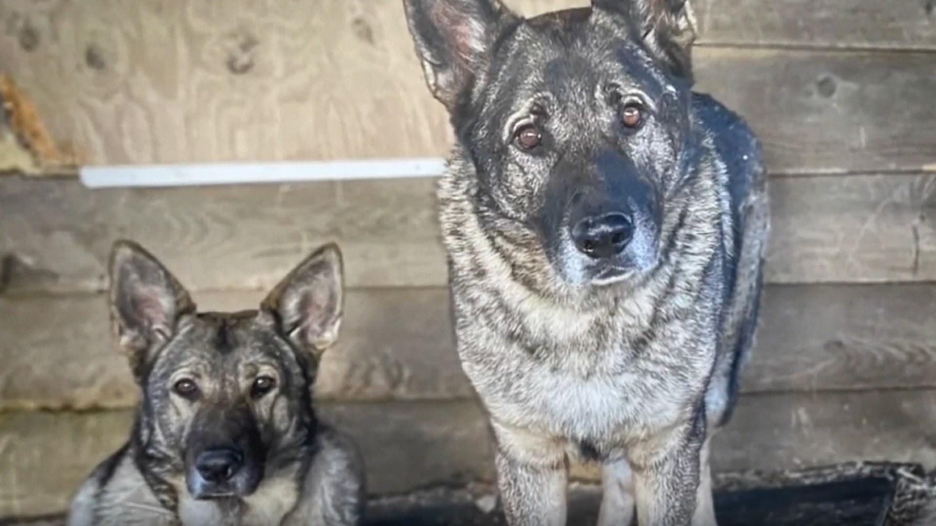 Coyote German Shepherd Mix Puppies