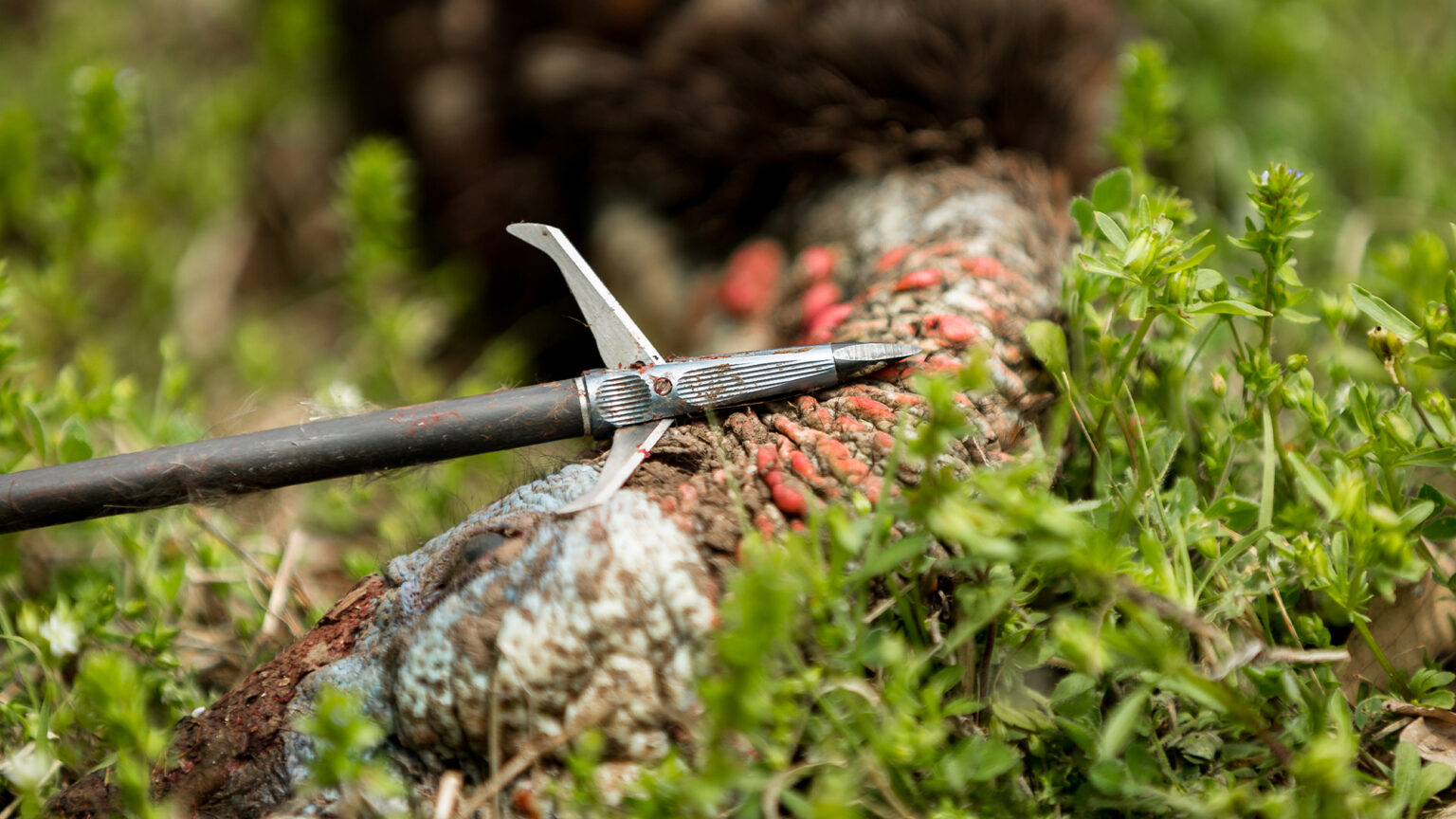 Best Turkey Hunting Broadheads for 2024