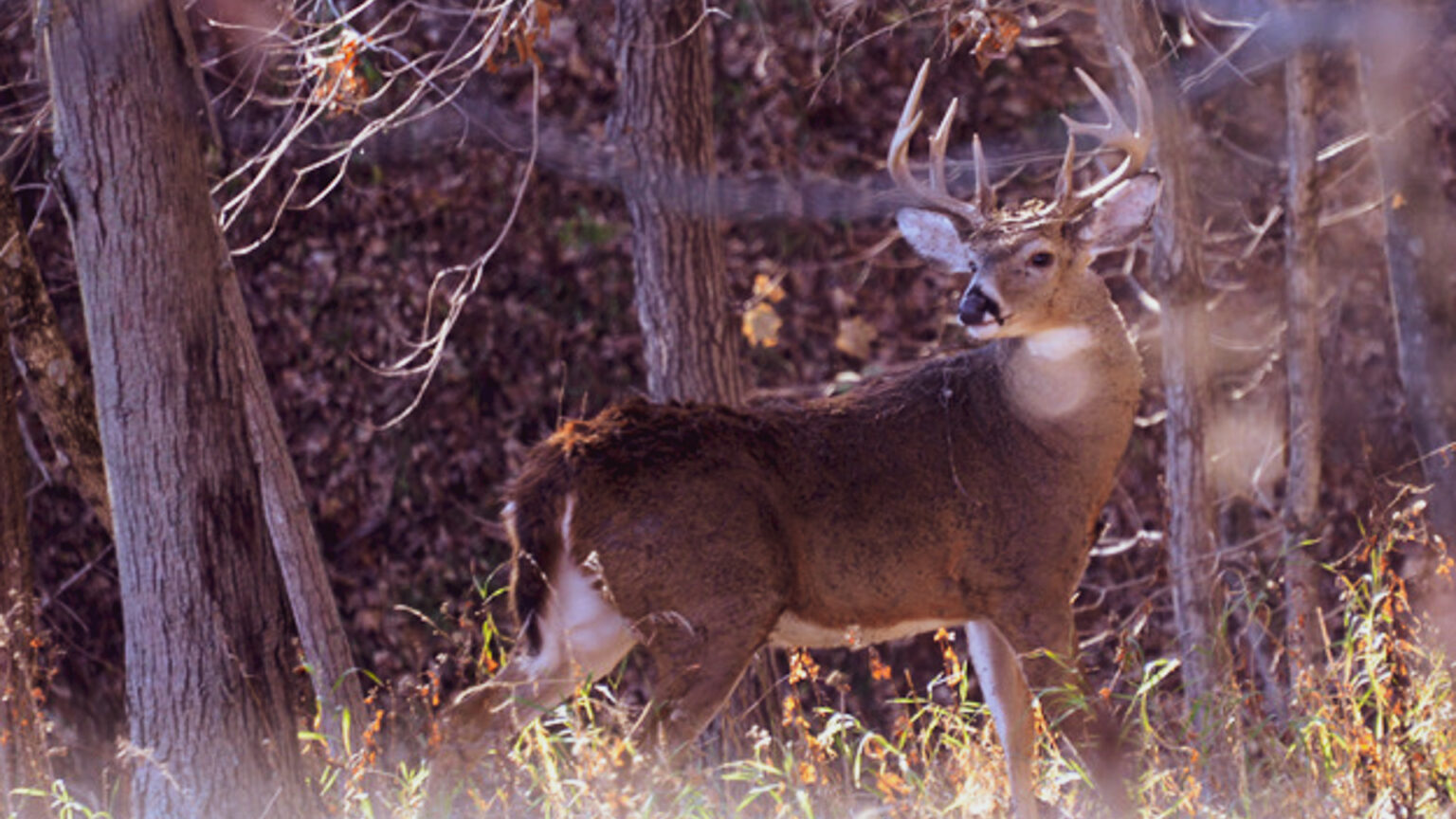 Does the Passive-Management Approach Work for Controlling CWD?