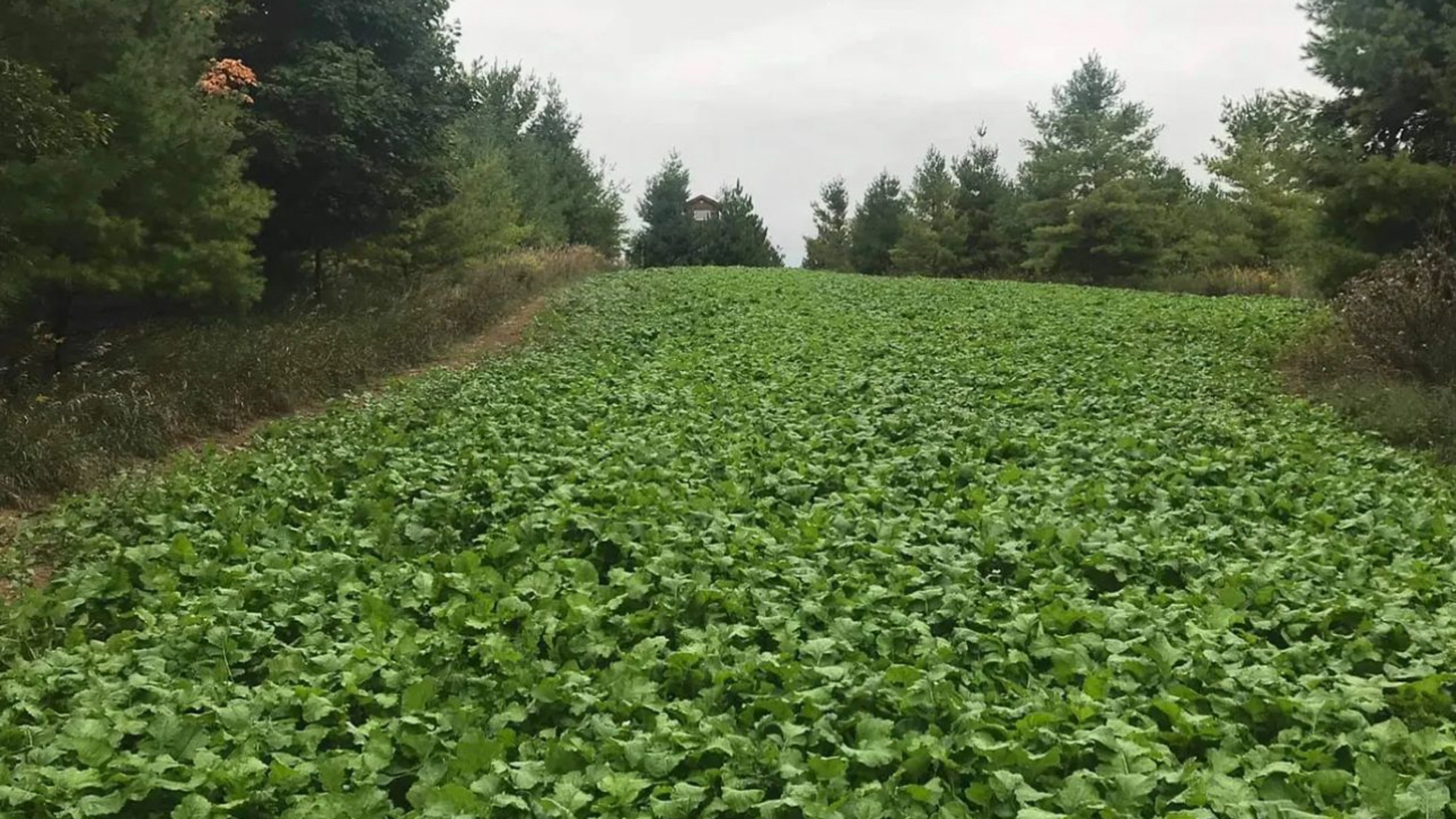 How to Establish Your First Food Plot