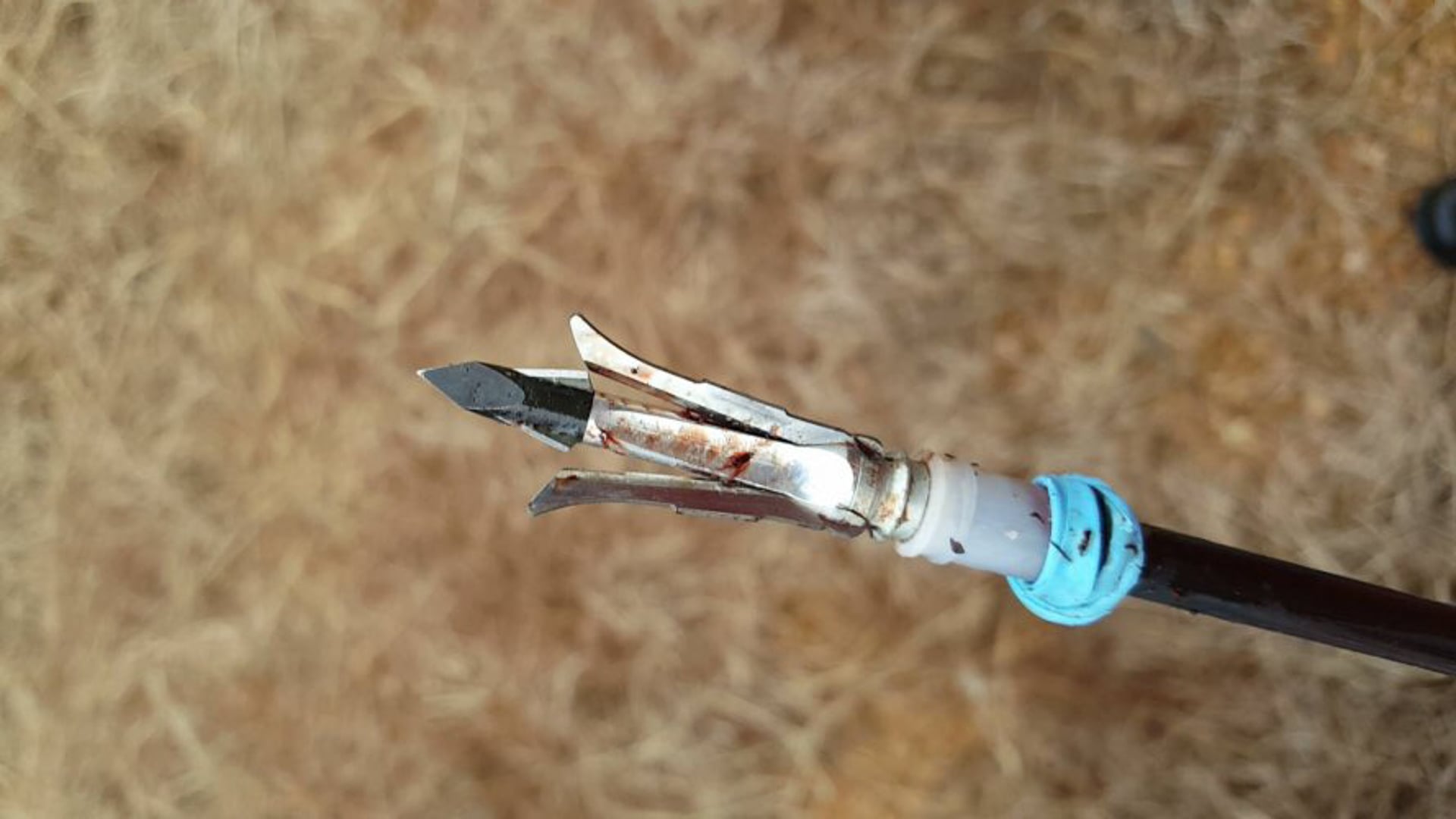 Why Are Poison Tipped Arrows Still Legal in This State?