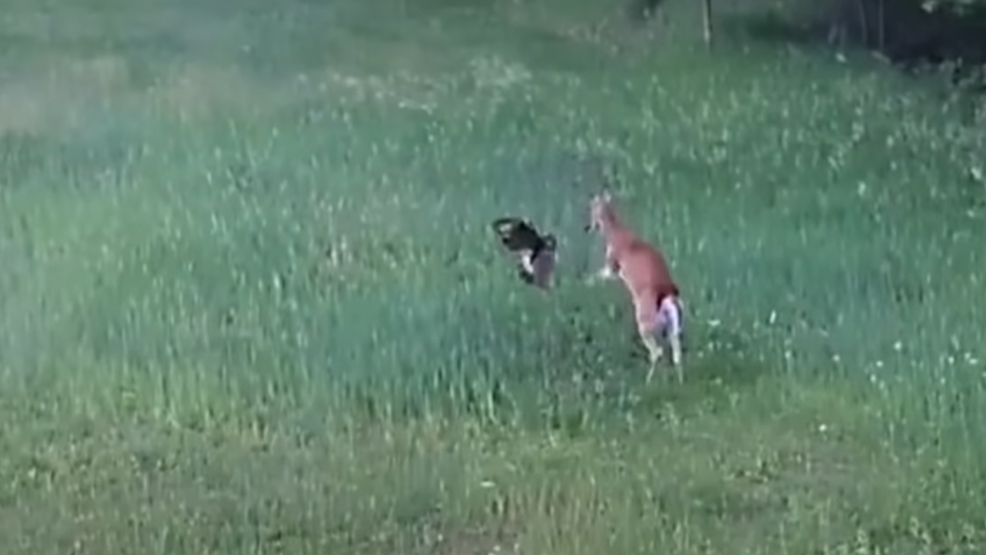 Whitetail Doe vs. Hawk