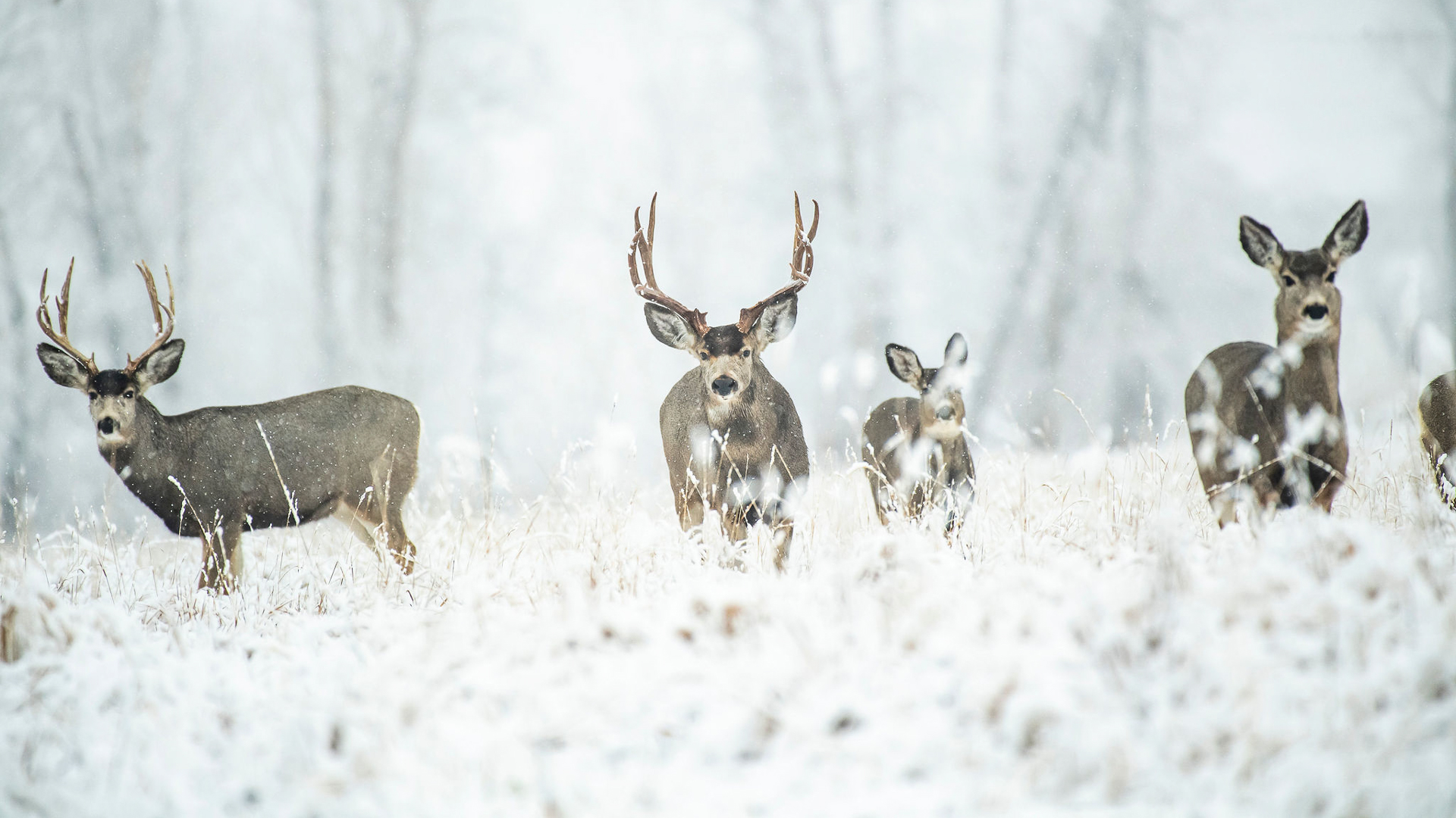 Wyoming Hunters Forfeit Tags to Help the Herd This Fall