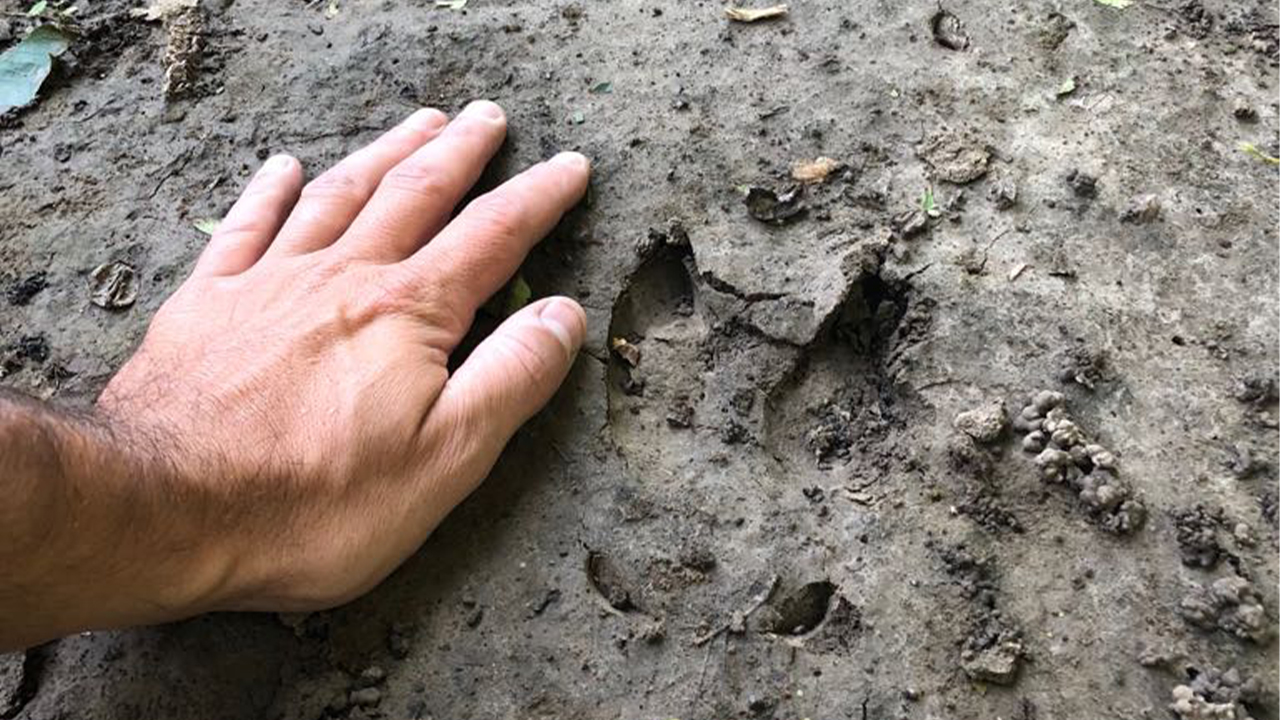 Summer Chores for Deer Hunters
