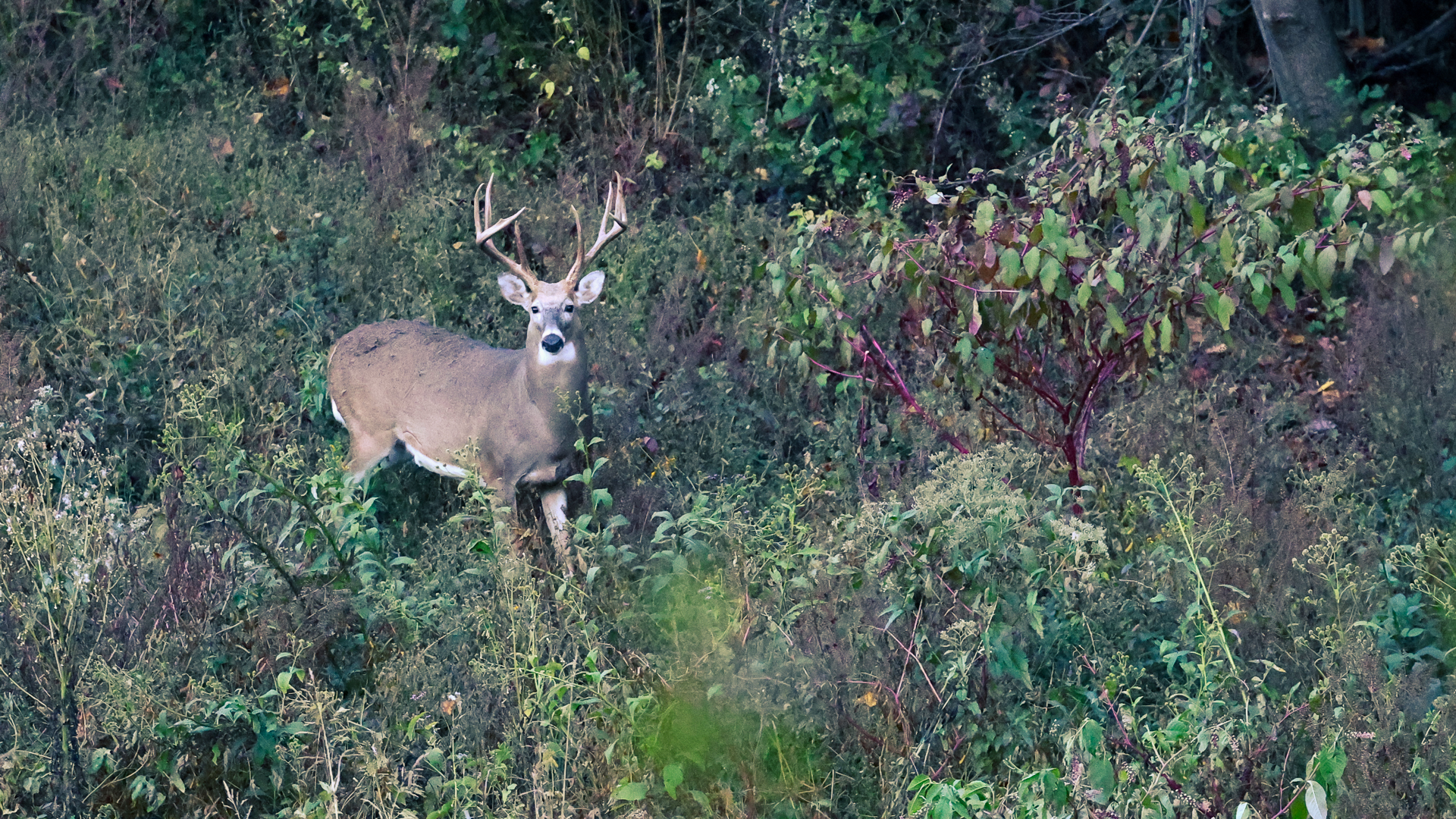 Do Hunters Really Care About CWD?
