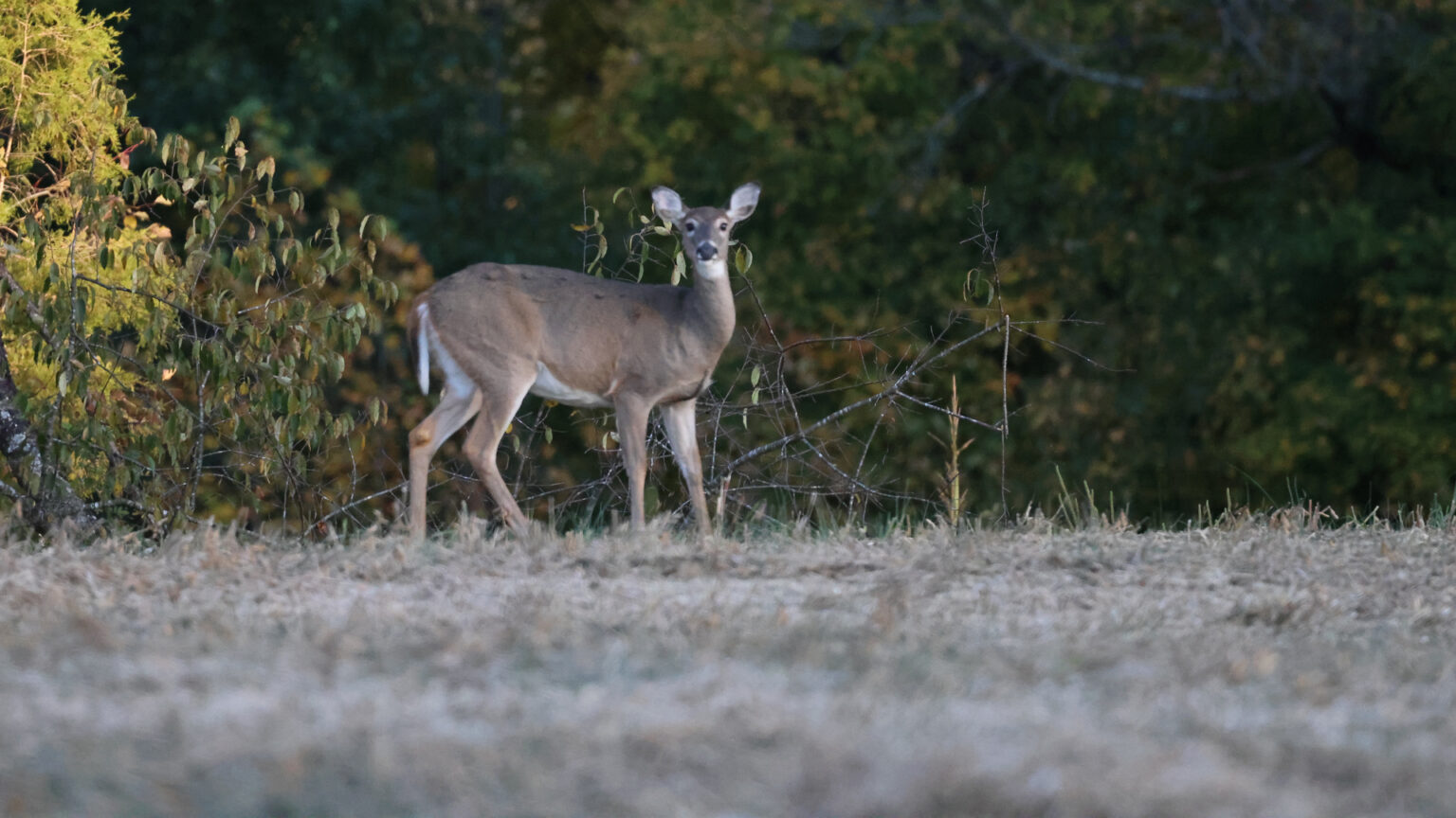 Do Hunters Really Care About CWD?