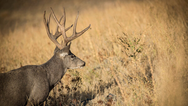 Don't Get Busted! How to Transport Your Deer Across State Lines