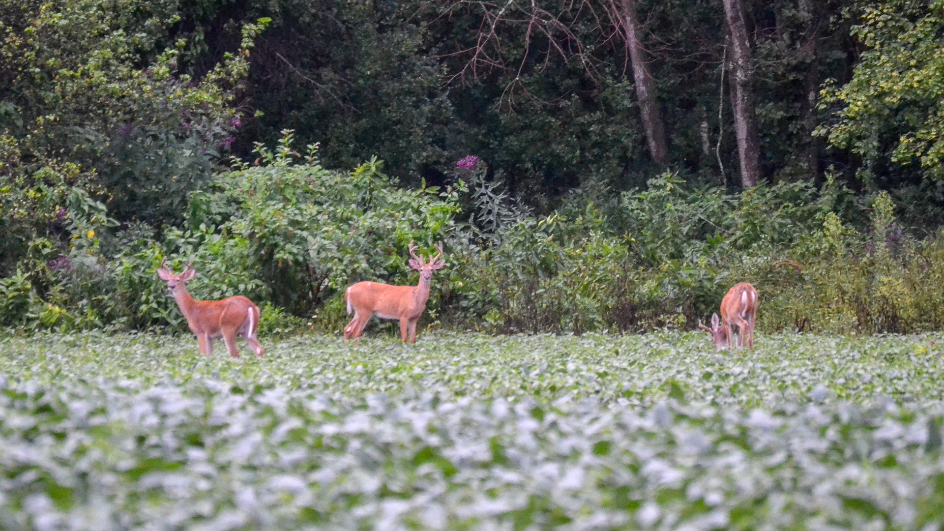 How to Plant a Food Plot