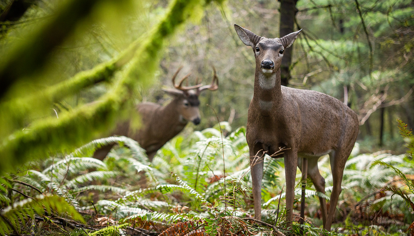 When is the Best Time to Use a Deer Decoy?